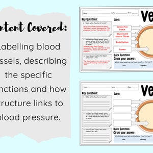 Blood Vessels GCSE Biology Revision Science Learning Teaching Lesson ...
