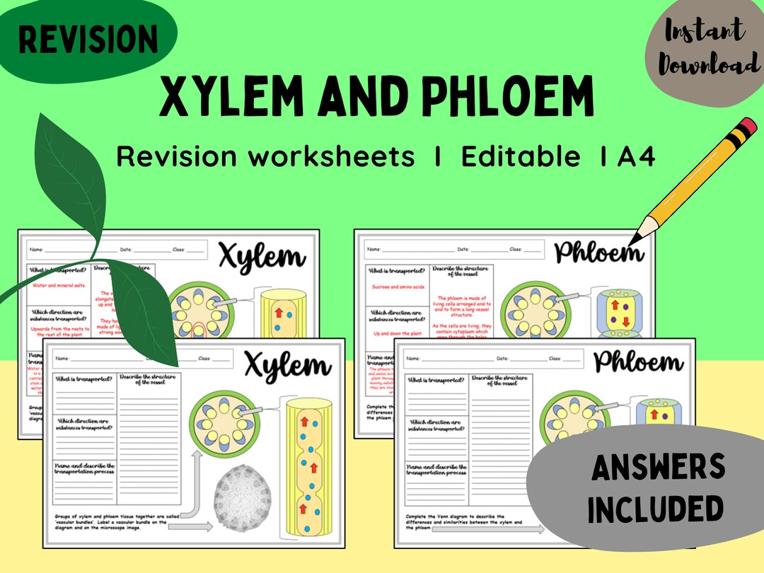 Xylem and Phloem Plant Biology Science GCSE KS3 Revision Teaching ...