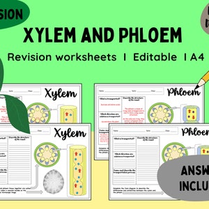 Xylem and Phloem Plant Biology Science GCSE KS3 Revision Teaching ...
