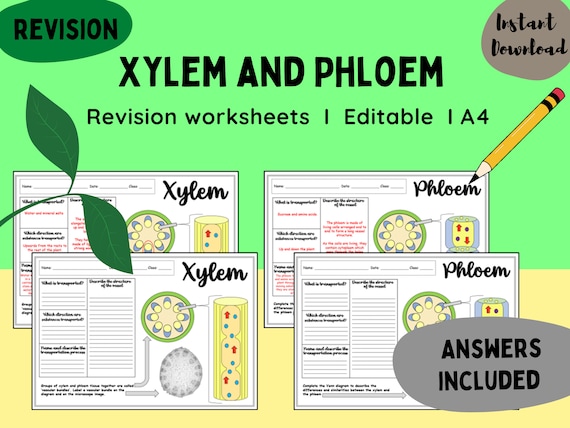 Xylem and Phloem Plant Biology Science GCSE KS3 Revision - Etsy