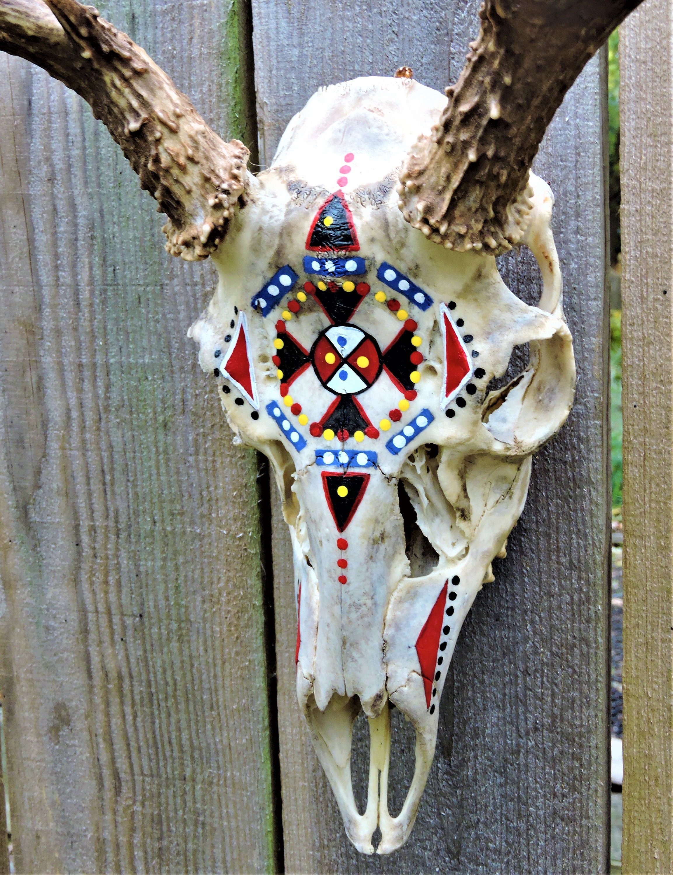 Mule Deer (authentic) European Mount With Hand Painted Design - Etsy