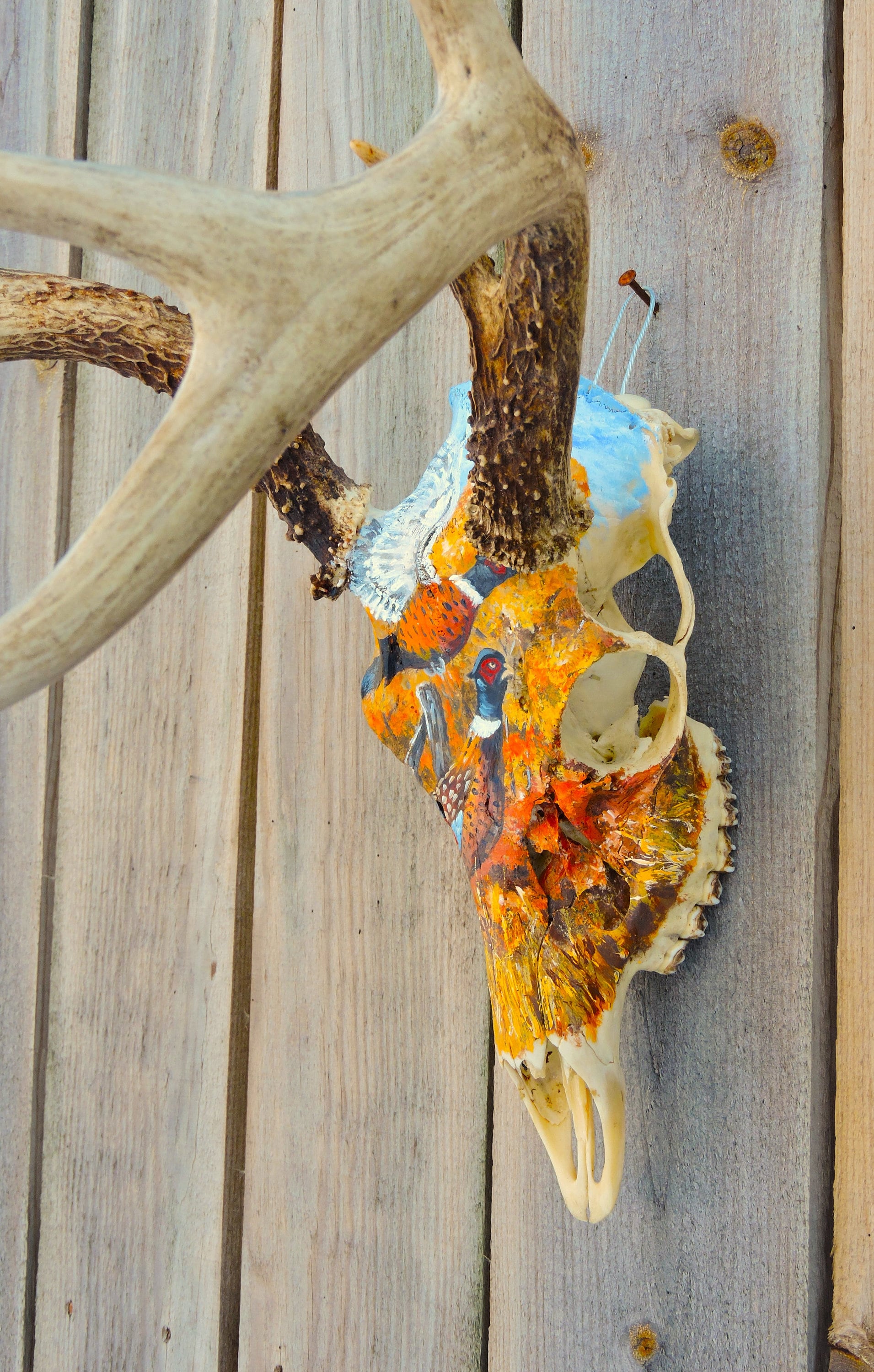 Whitetail Deer European Mount (authentic) With Hand Painted Pheasants ...