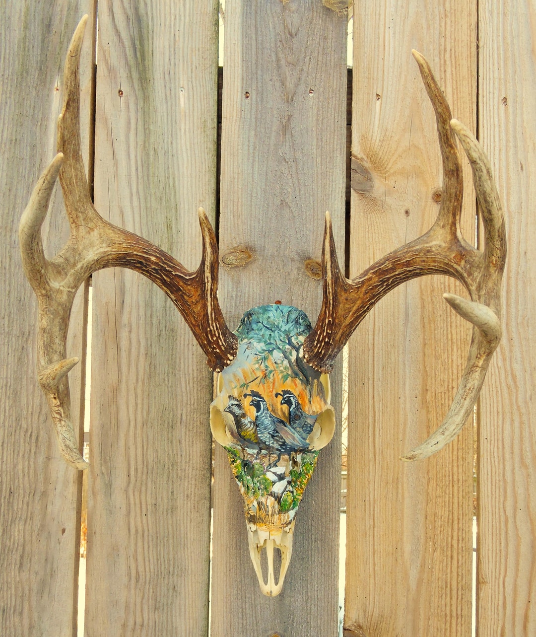 Whitetail Deer European Mount (authentic) With Gambel's Quail in Rocks ...
