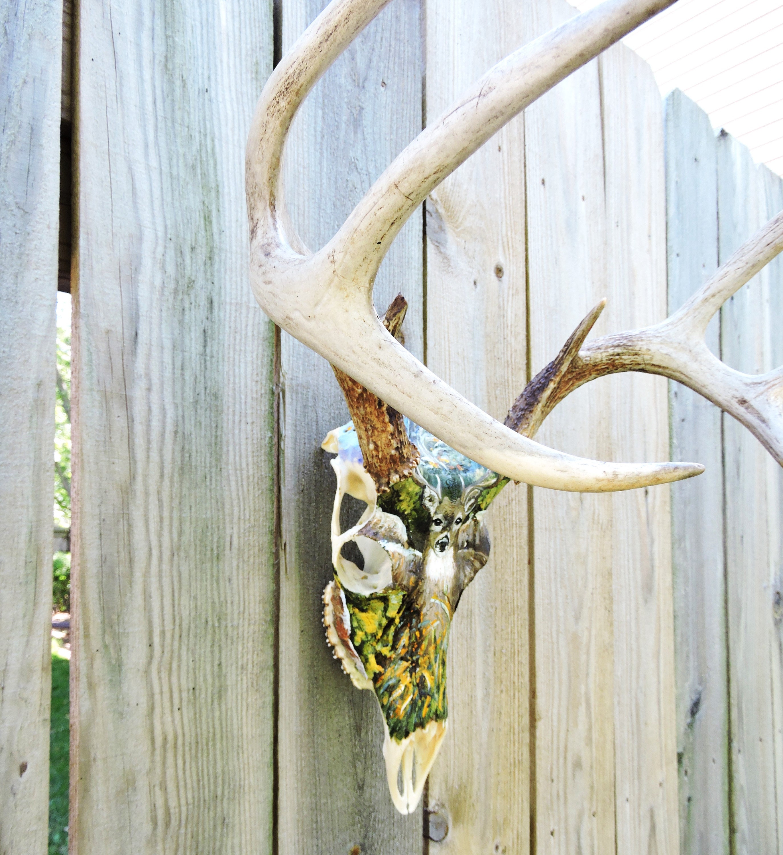 Whitetail Deer Skull European Mount authentic With Deer Portrait Motif ...