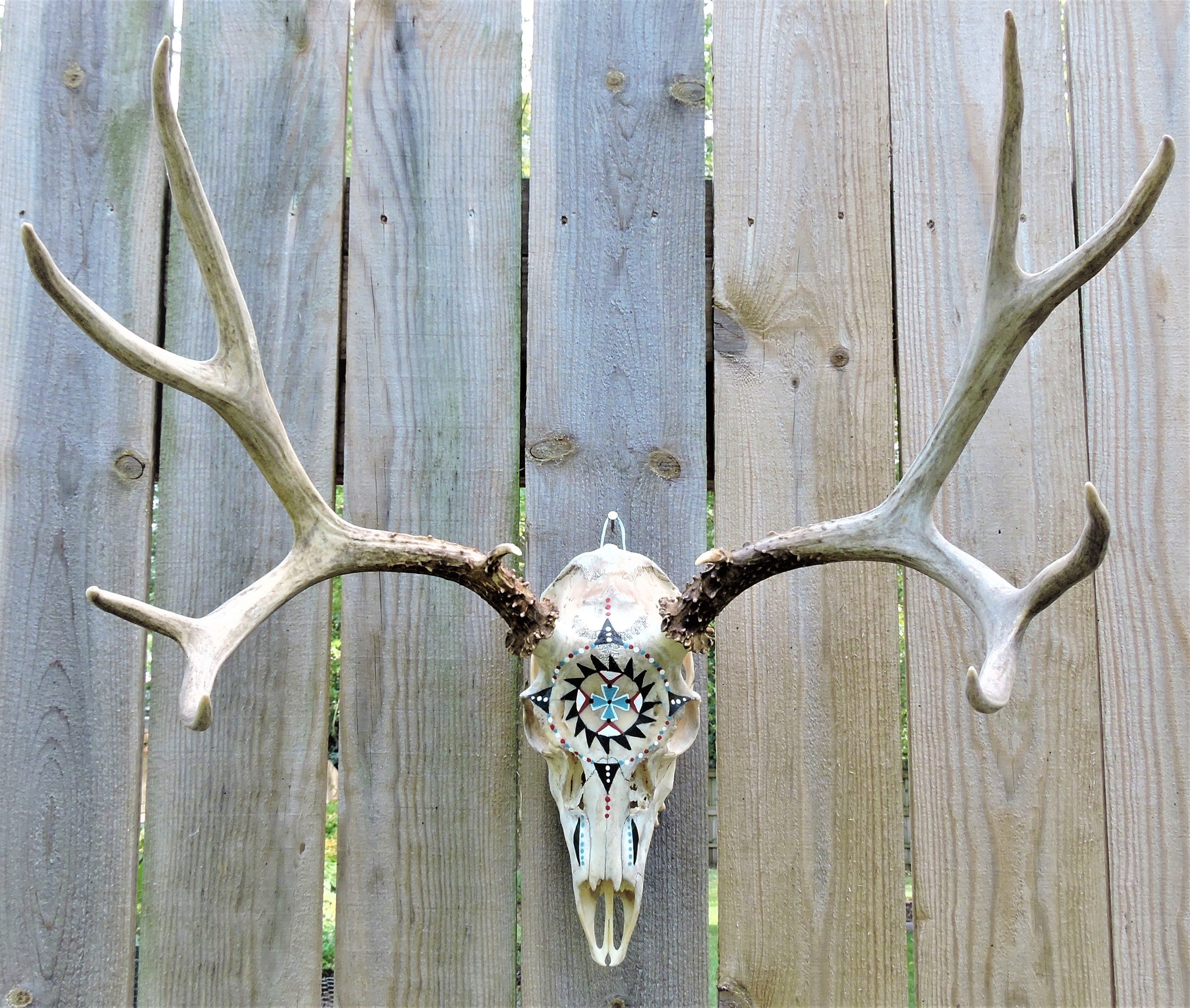 Mule Deer Skull Drawing