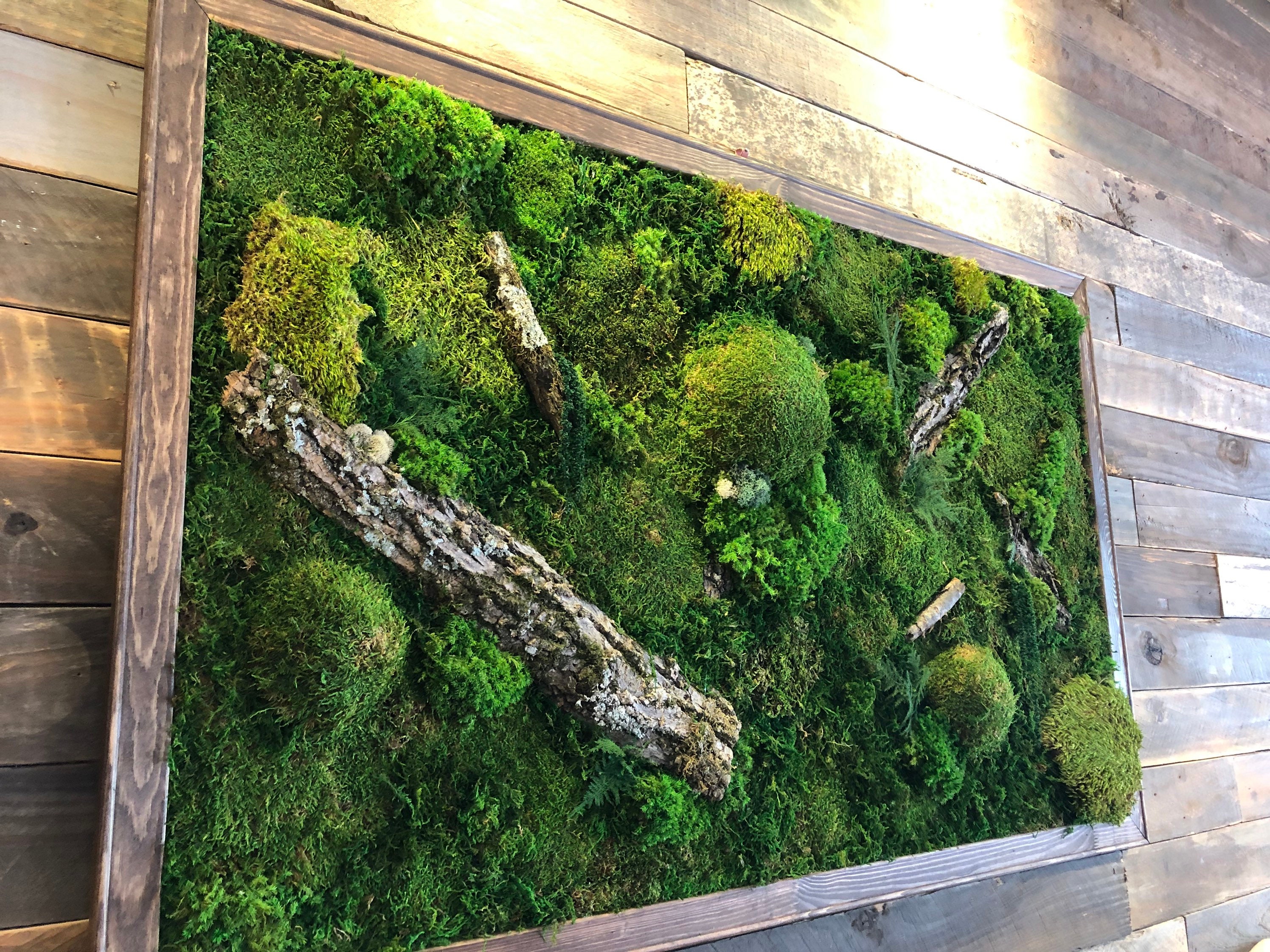 Living Moss Wall Art Moss Wall Moss Picture Natural Wall Art - Etsy UK Living Moss Wall Art Moss Wall Moss Picture Natural Wall Art - Etsy UK