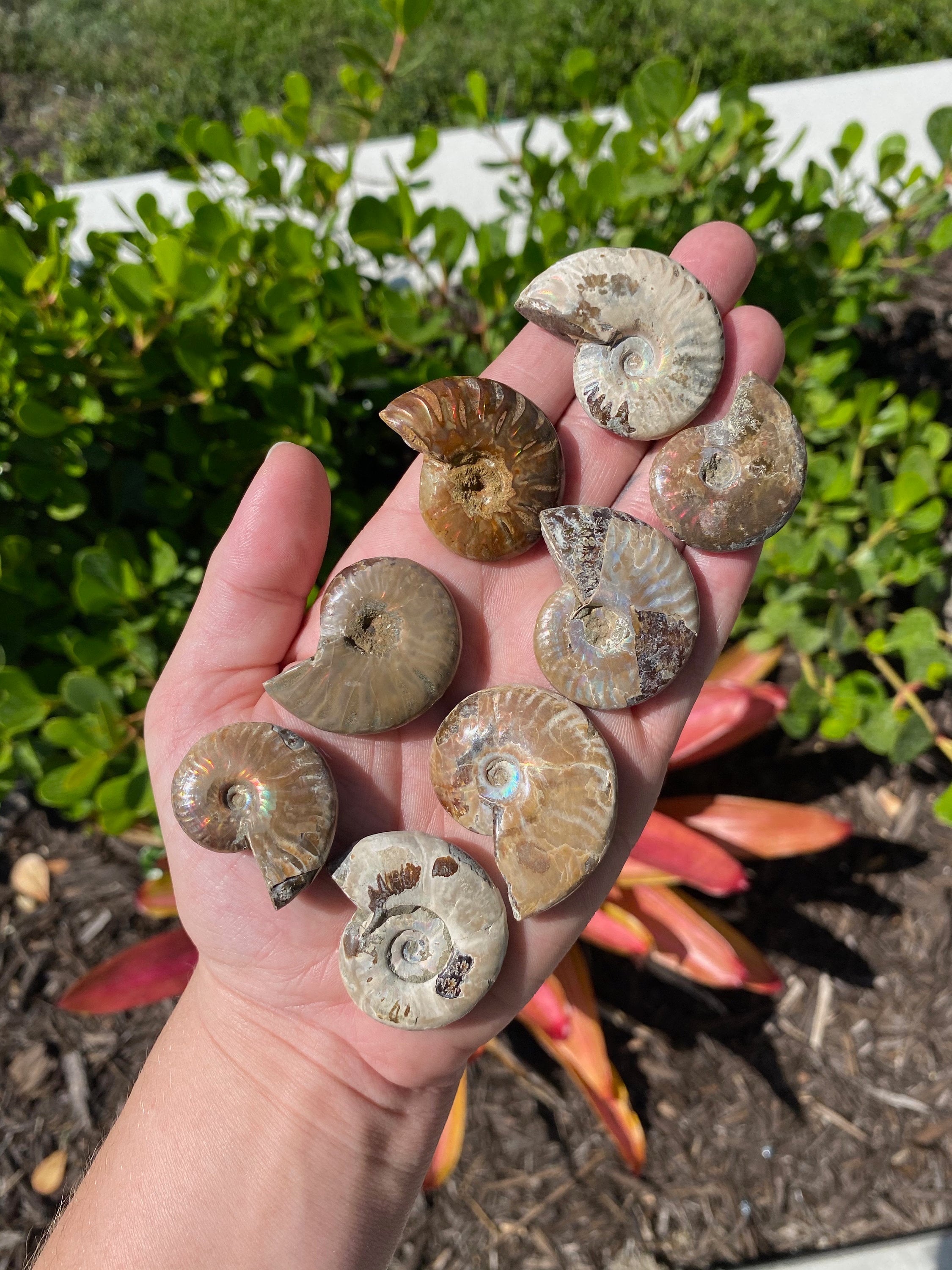 ONE Iridescent Ammonite Fossil Shell From Madagascar - Etsy