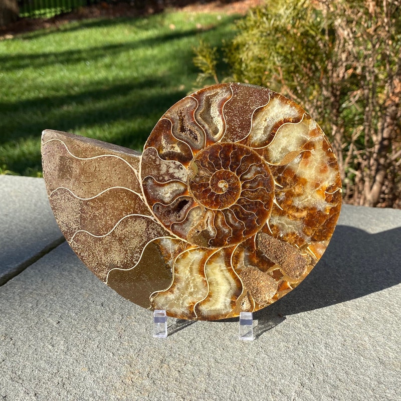 Polished Fossils - Etsy