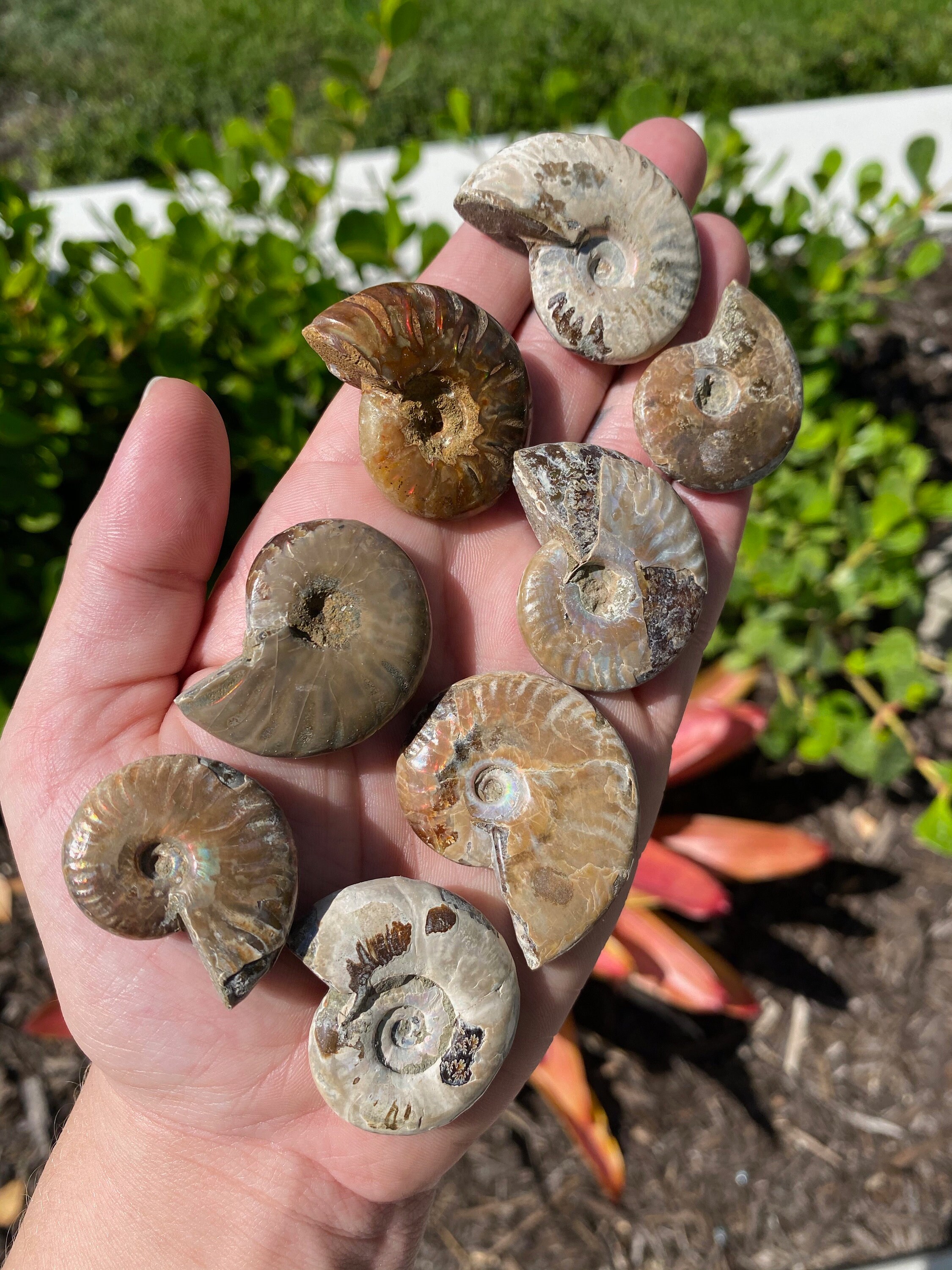 ONE Iridescent Ammonite Fossil Shell From Madagascar - Etsy