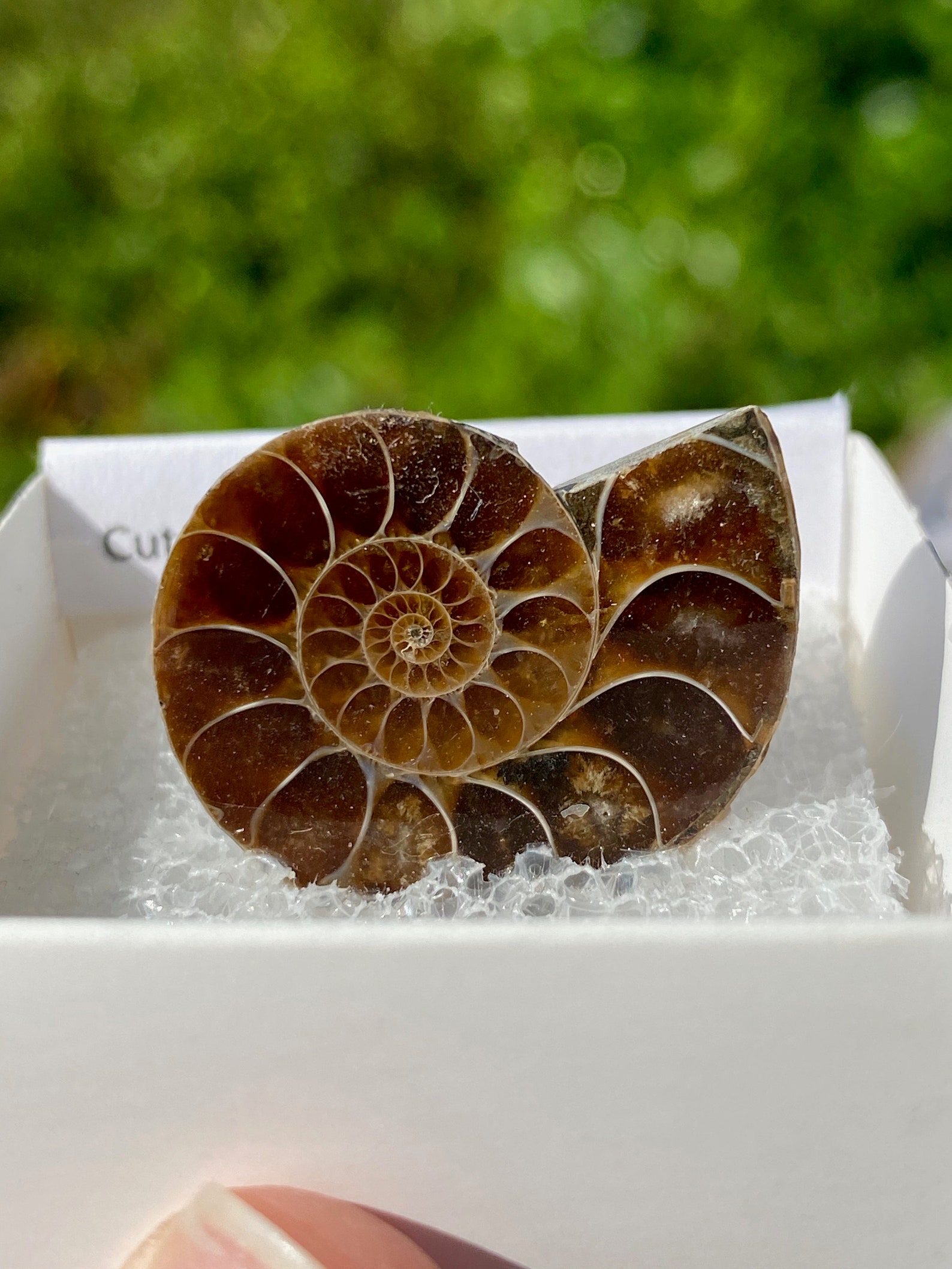 ONE Cut, Polished, and Mounted Ammonite Fossil From Madagascar (all ...