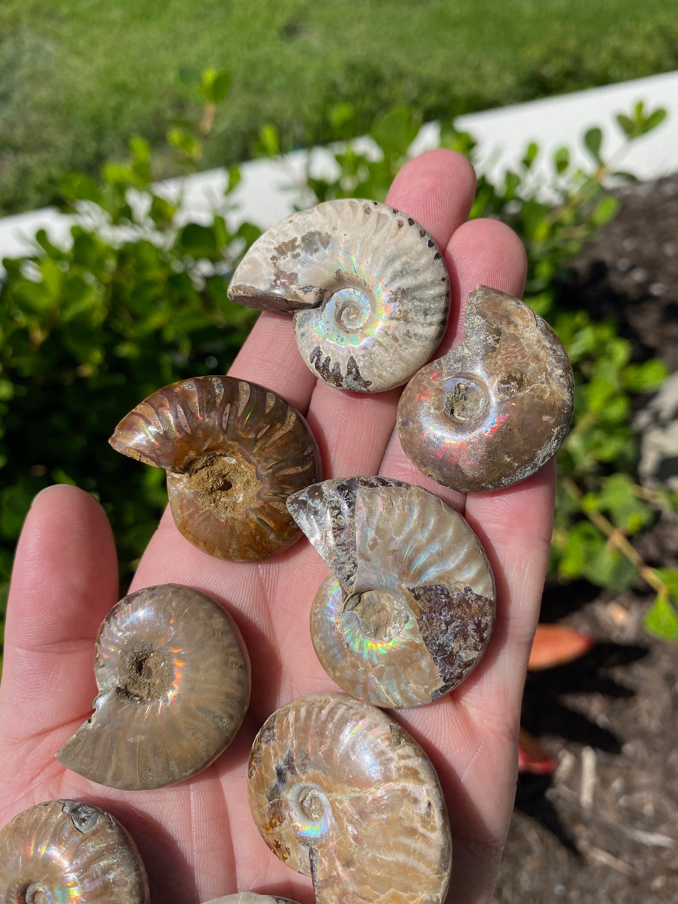ONE Iridescent Ammonite Fossil Shell from Madagascar Some | Etsy