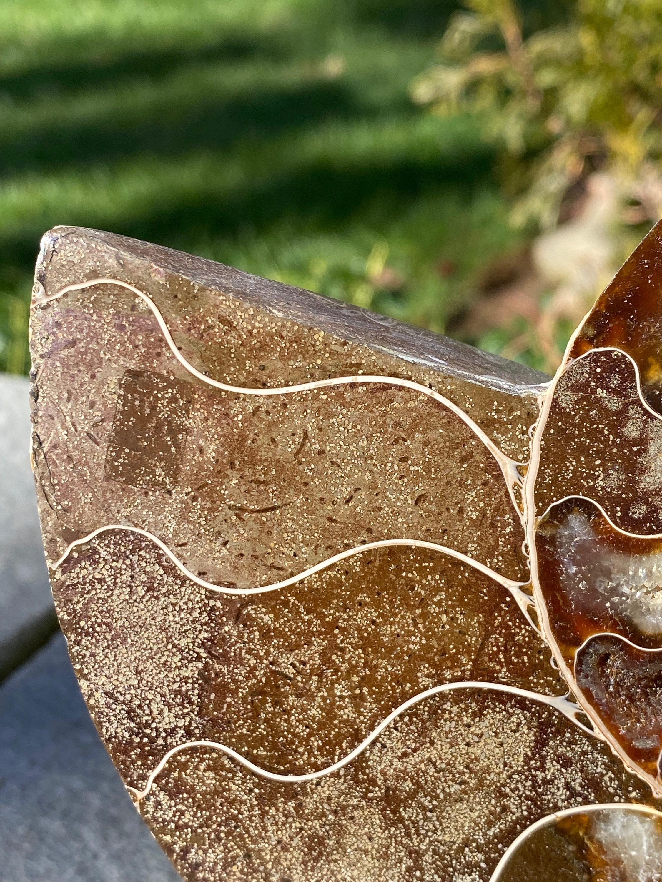 Large Cut and Polished Ammonite Fossil Shell Display Piece - Etsy