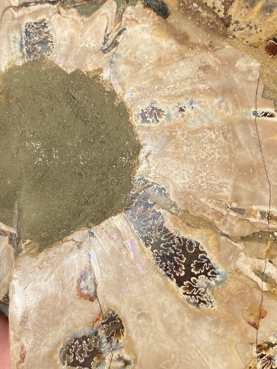 Large Cut and Polished Ammonite Fossil Shell Display Piece Home Décor ...