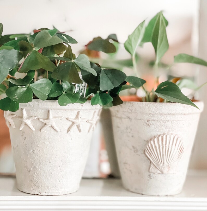 VINTAGE SEED POT - Scallop Shell - Etsy