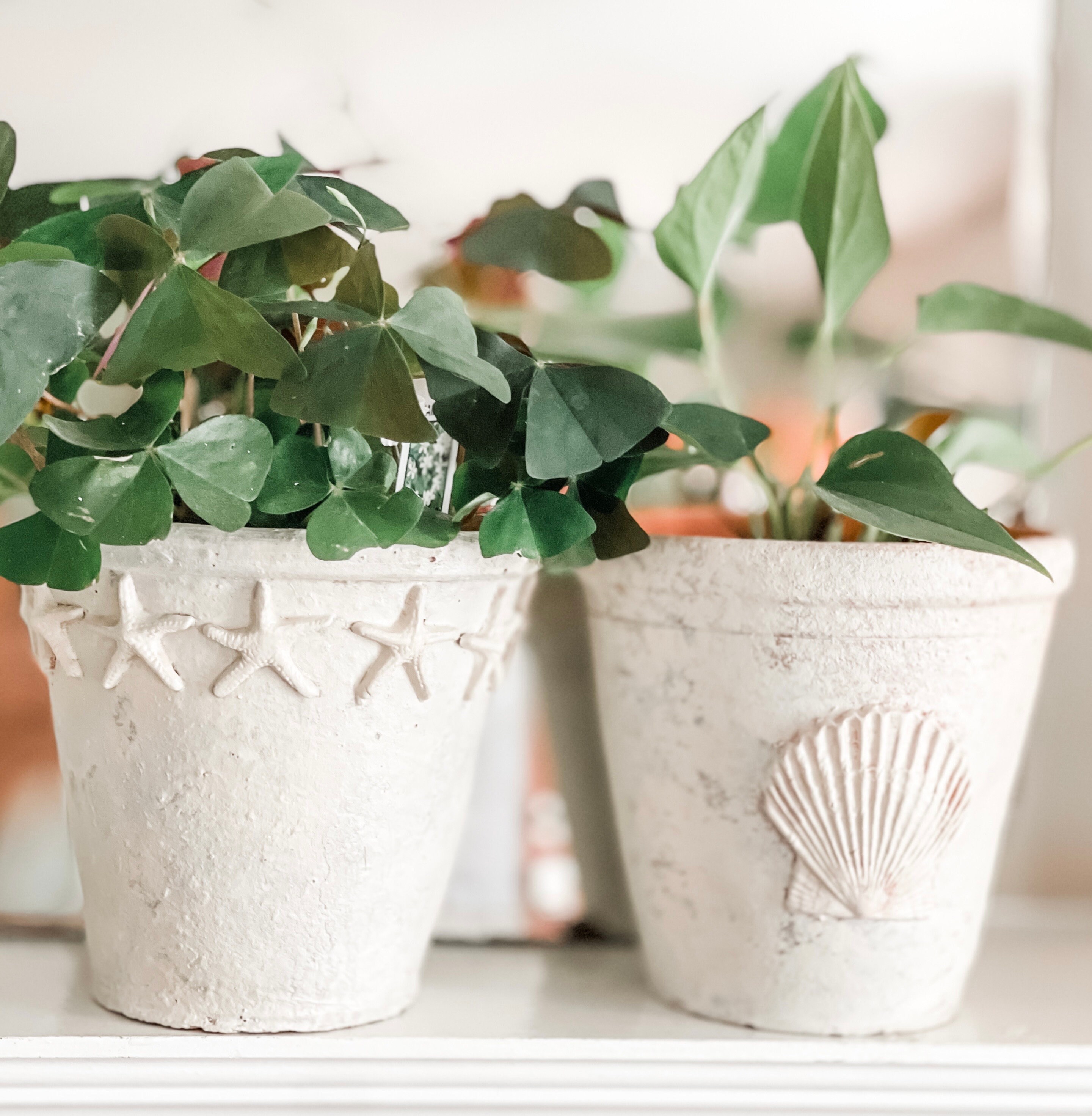 VINTAGE SEED POT Scallop Shell - Etsy