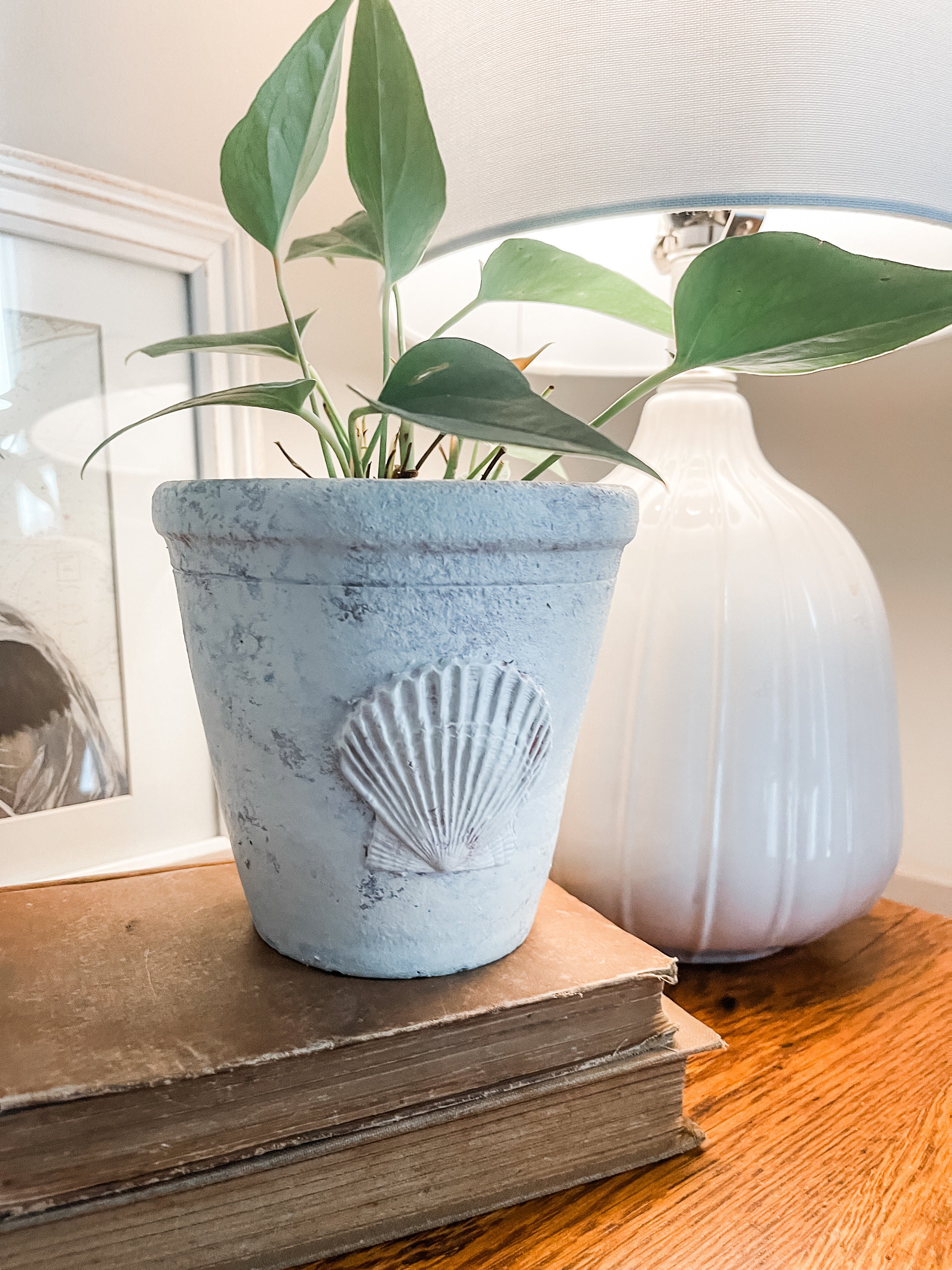 VINTAGE SEED POT Scallop Shell - Etsy