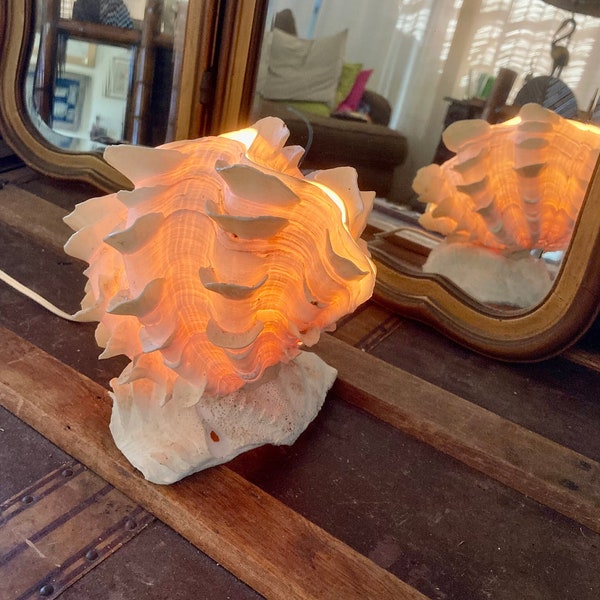 Clamshell Lamp - Etsy