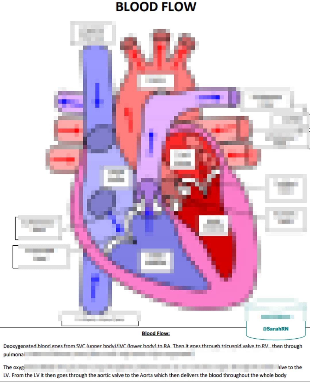 BLOOD FLOW Through the Heart DIAGRAM - Etsy