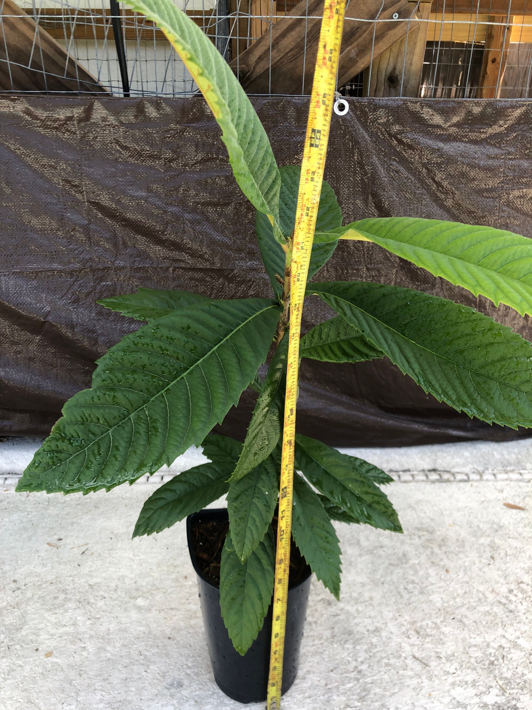 Loquat Tree Japanese Plum Treeeriobotrya Japonica aprox. 2 | Etsy