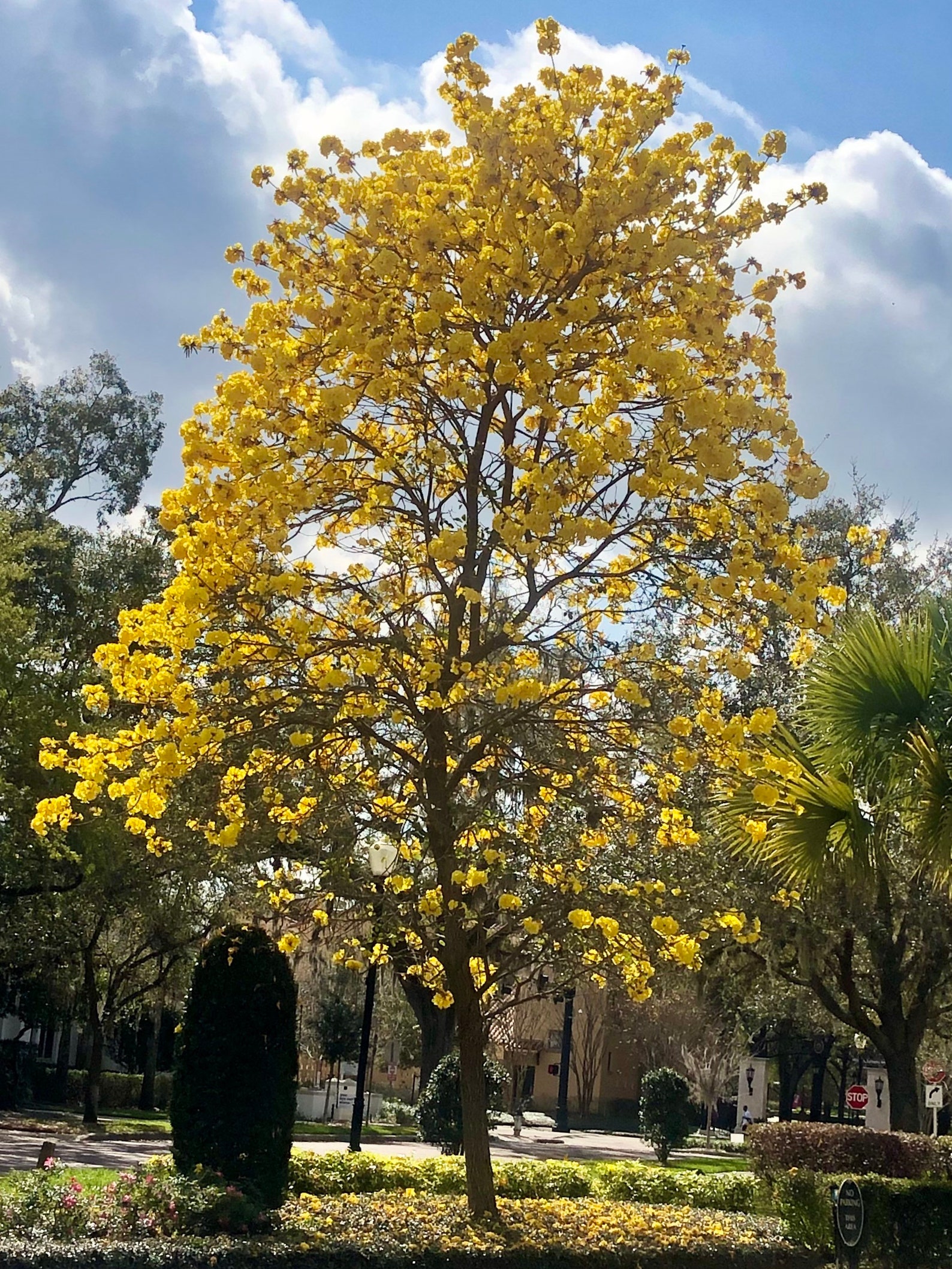 Tabebuia Chrysotricha Golden Trumpet Tree Seeding Live | Etsy