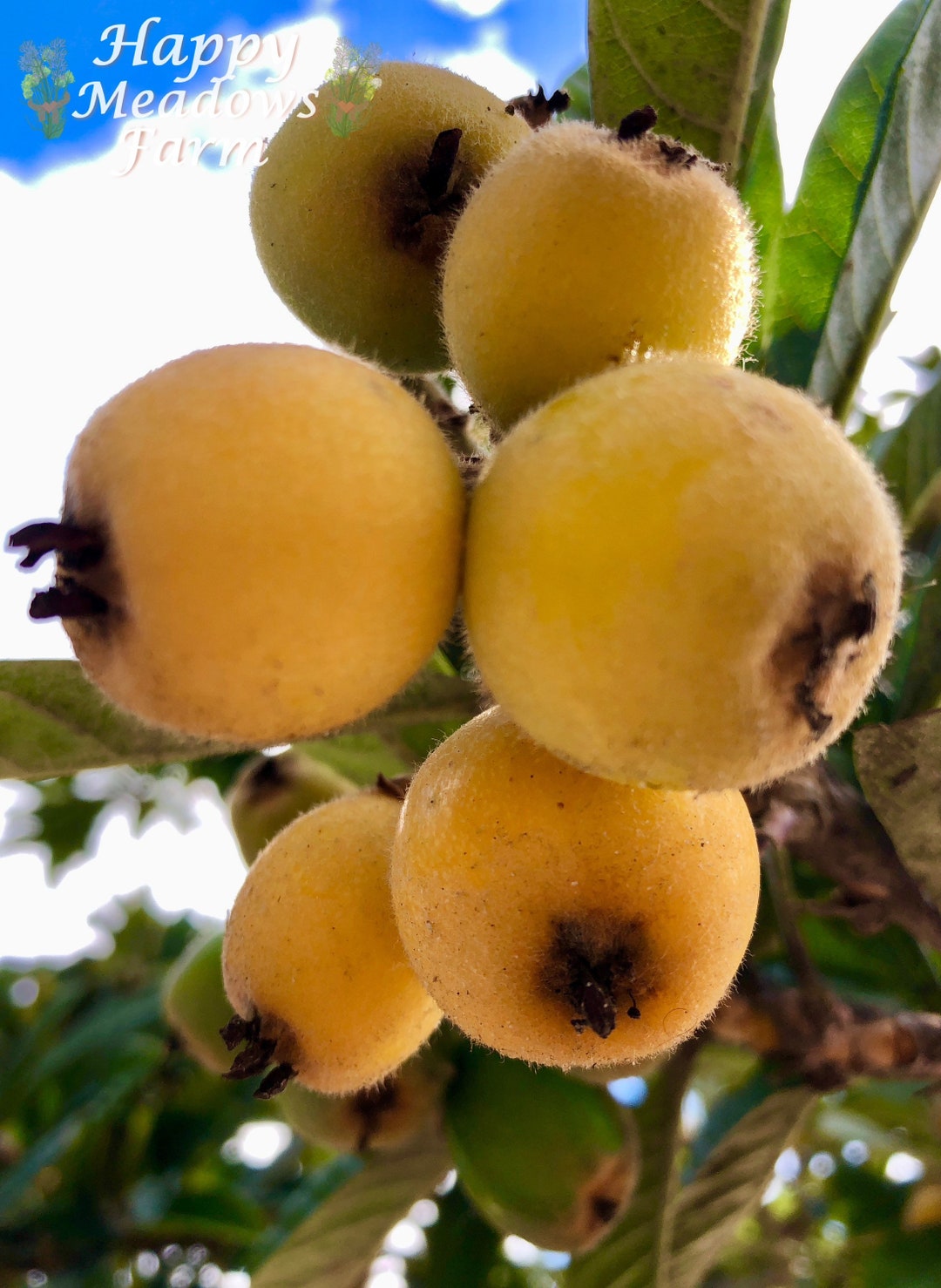 Loquat Tree Seedling Live Tree - Etsy