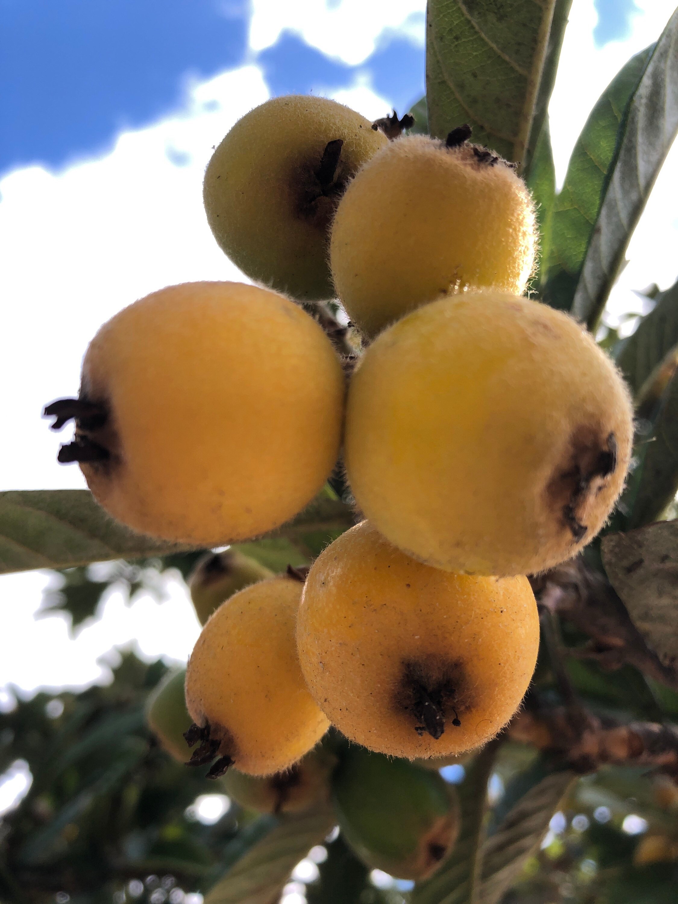 Loquat Tree Japanese Plum Treeeriobotrya Japonica aprox. 2 | Etsy