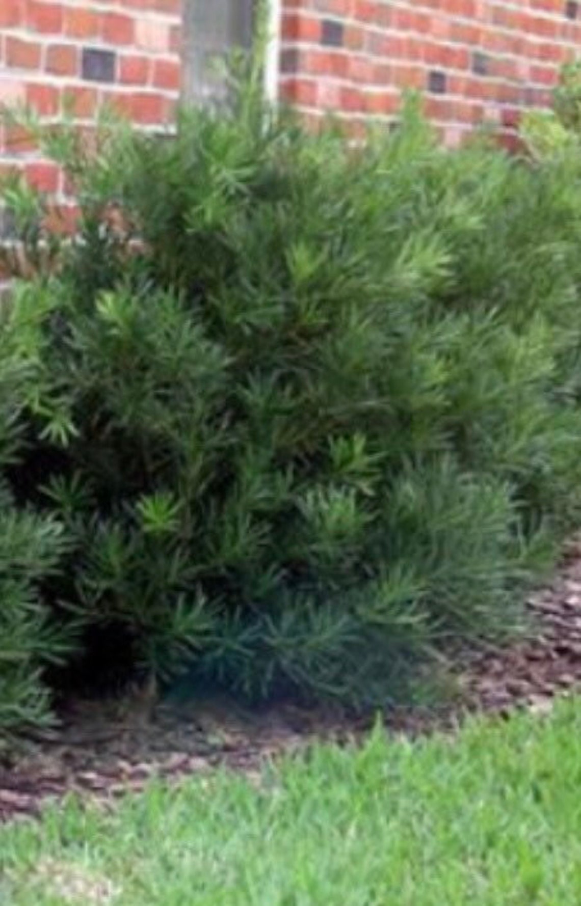 Podocarpus Macrophyllus Plant Cuttings | Etsy