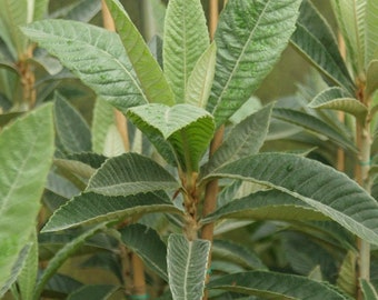 Dwarf Loquat Tree - Etsy