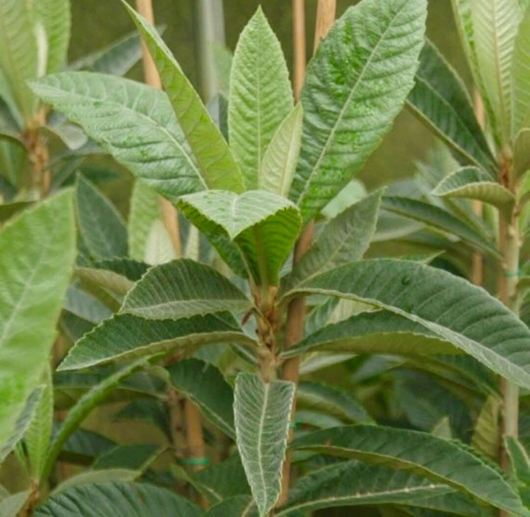 Loquat Tree Seedling - Live Tree - Etsy