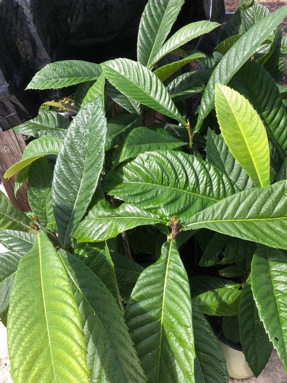 Loquat Tree Japanese Plum Treeeriobotrya Japonica aprox. 2 | Etsy