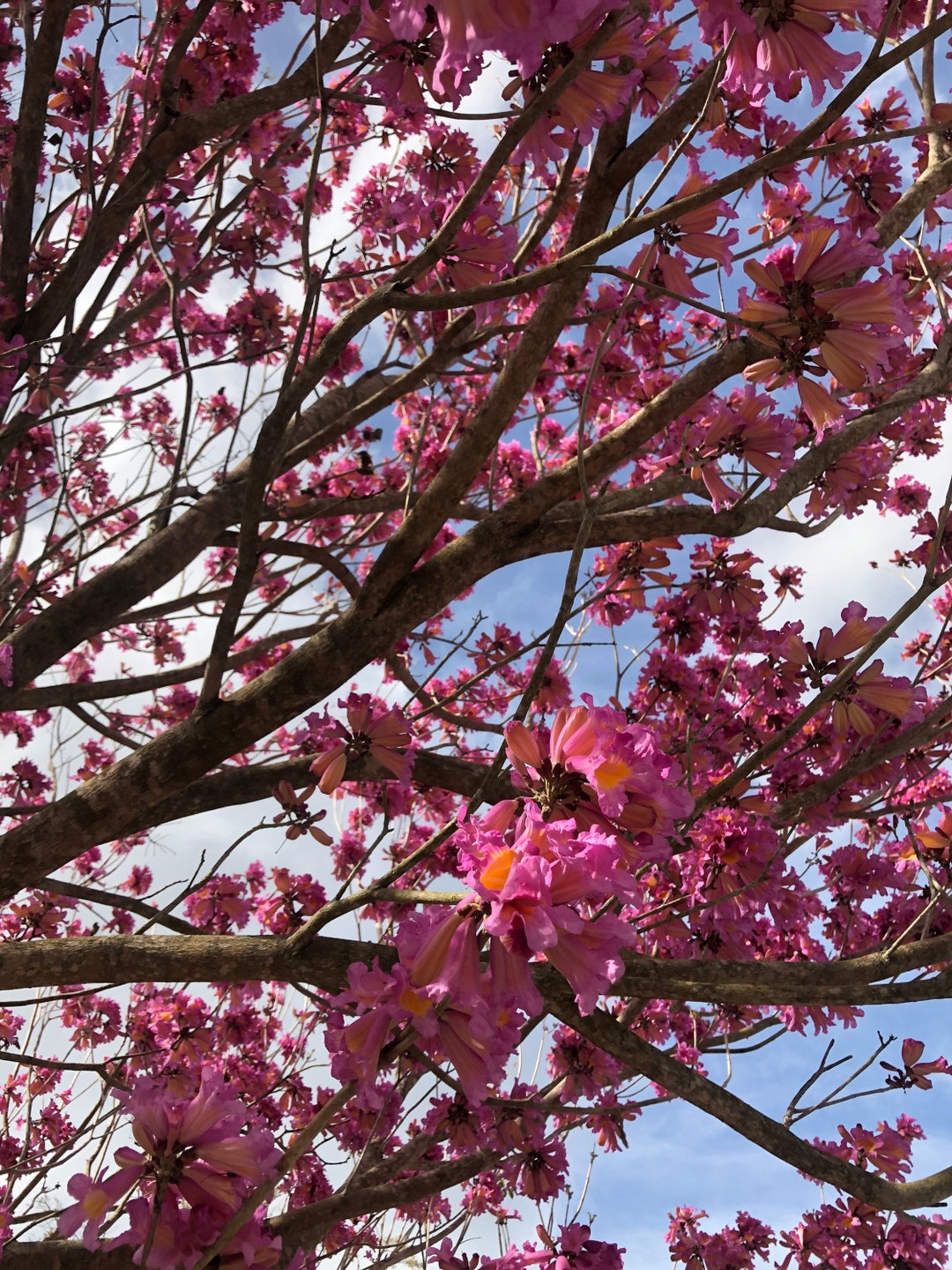 Tabebuia Impetiginosa / Tabebuia Heterophylla Pink / Lavender Trumpet ...