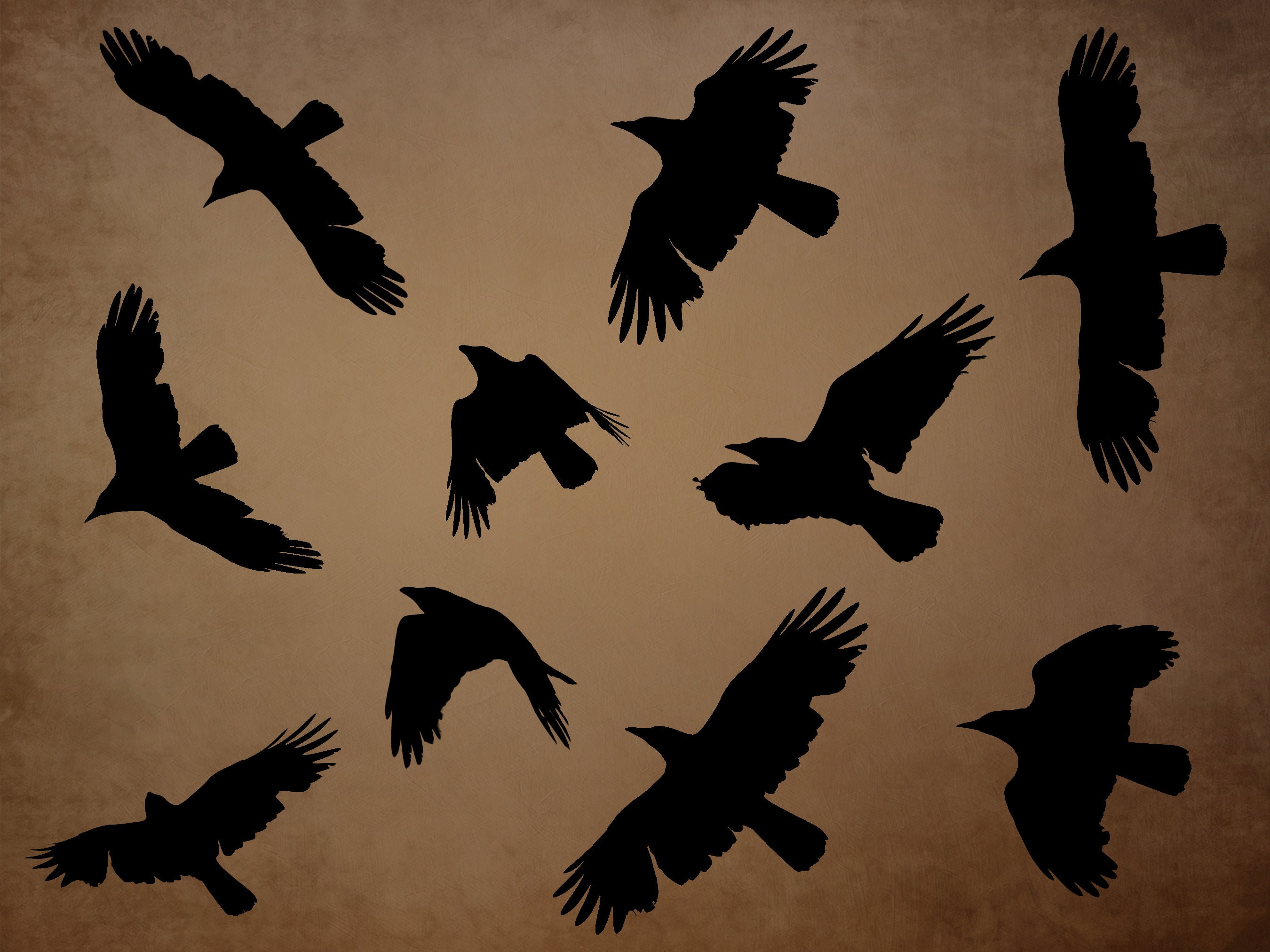 Bundle Raven Crow Black Bird PNG Overlay Bird Transparent - Etsy