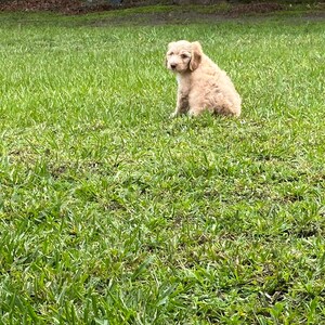 Poopstix Yard Markers for Your Dog's Poop - Etsy