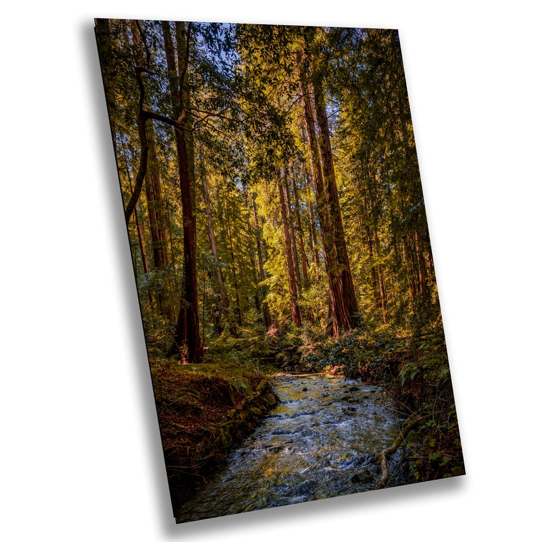 Muir Woods Redwood Print, California Landscape (framed or Unframed) - Etsy
