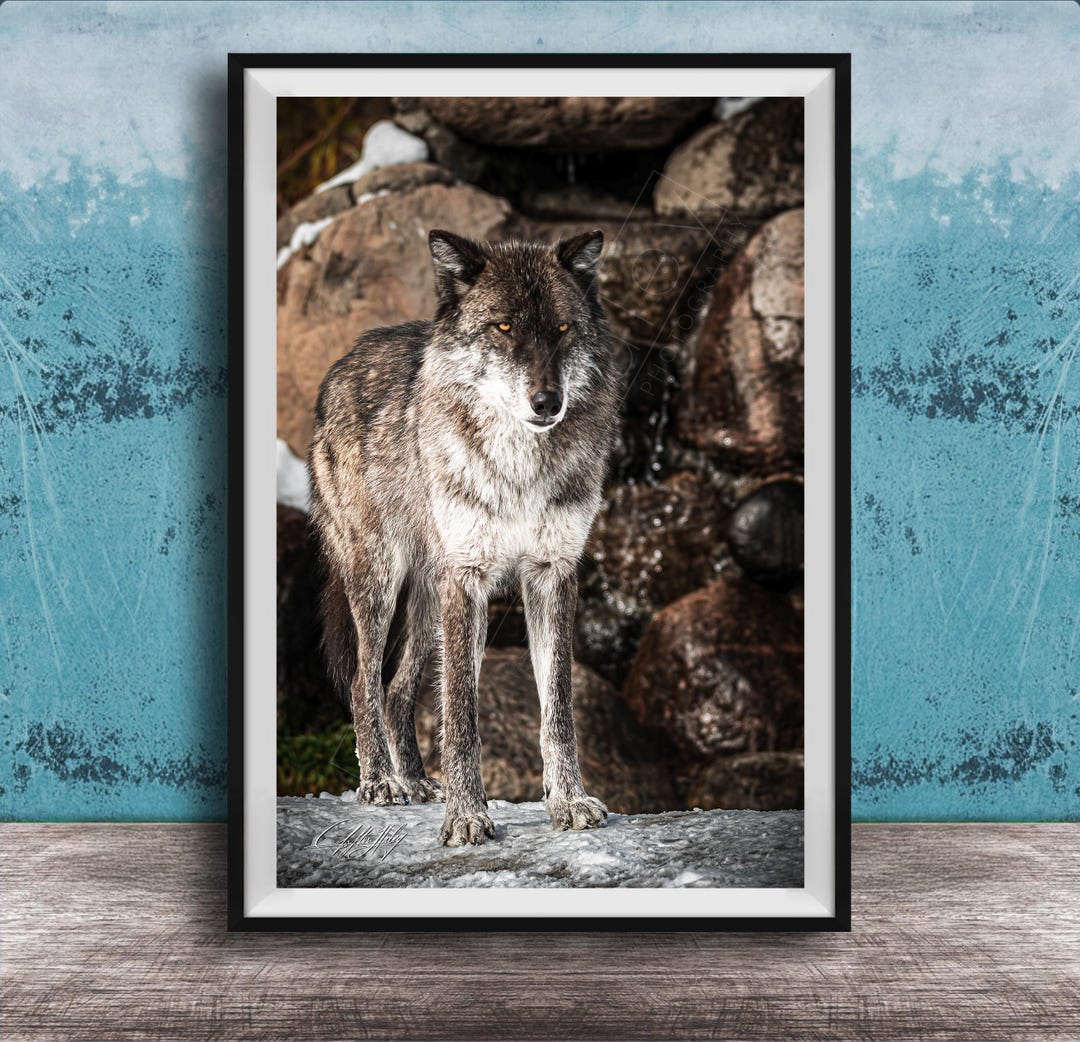 Gray Wolf Wall Art - Wildlife Photography on Canvas - Etsy