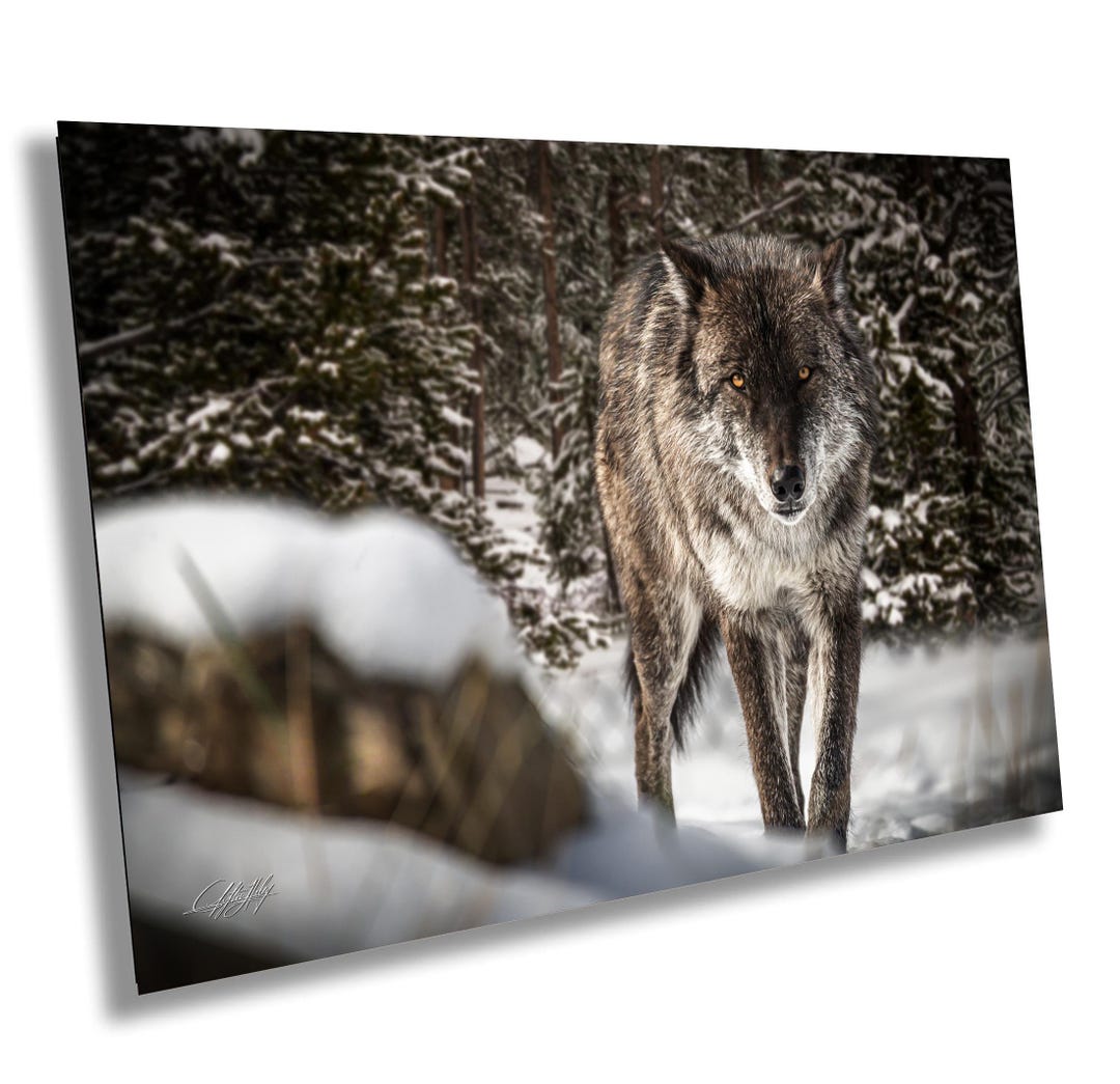Gray Wolf Print | Wildlife Art of Yellowstone, Grand Teton, Jackson ...