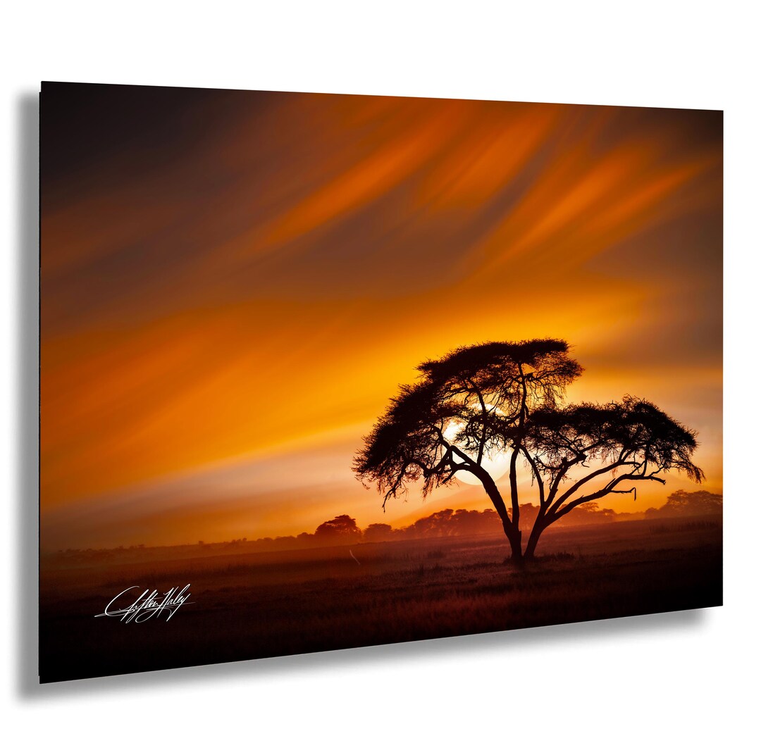 African Savannah Acacia Tree Sunset Sunrise Wall Art Print - Acacia ...