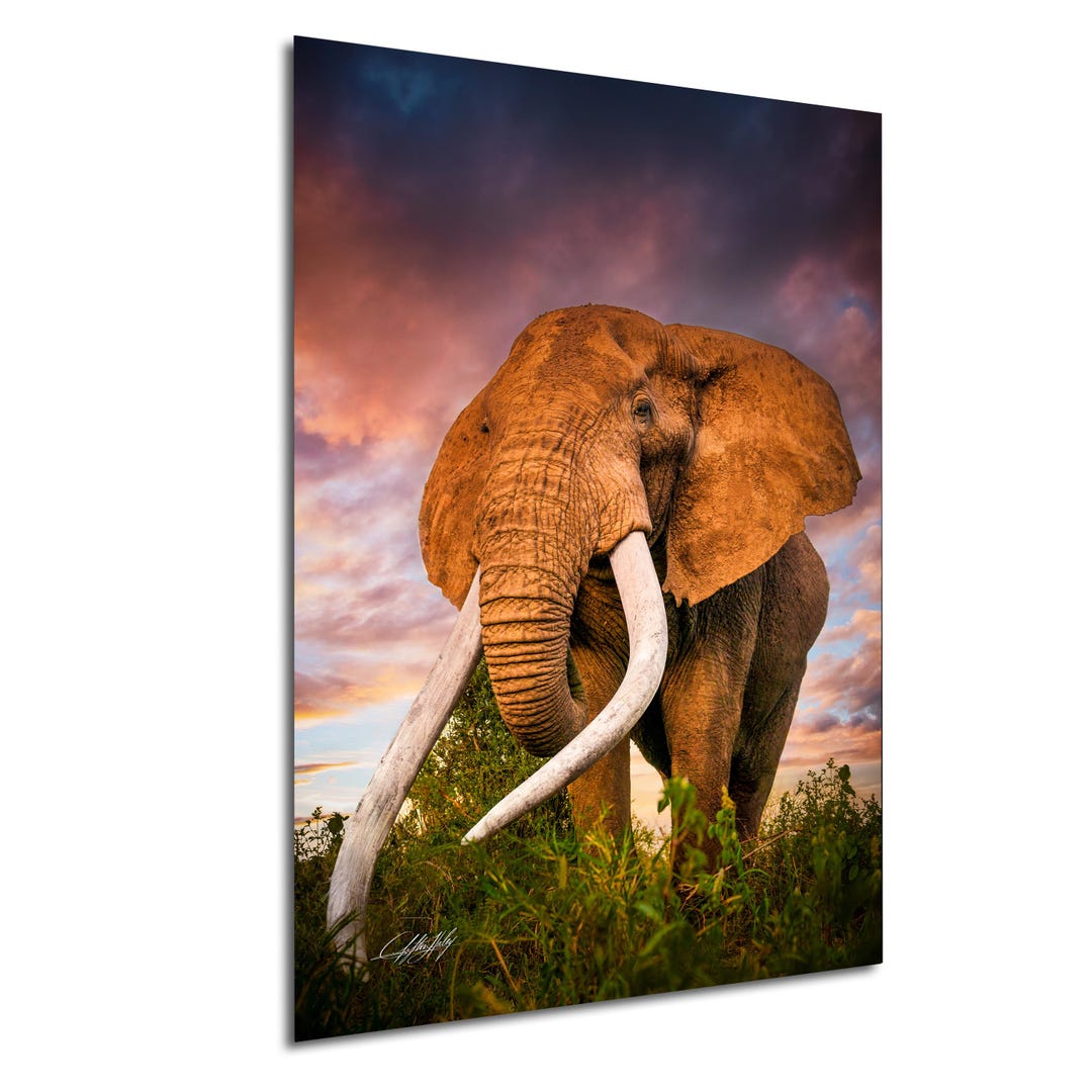 Big Tusker Elephant Craig Wall Art Print Luxury Elephant Print, Boho ...
