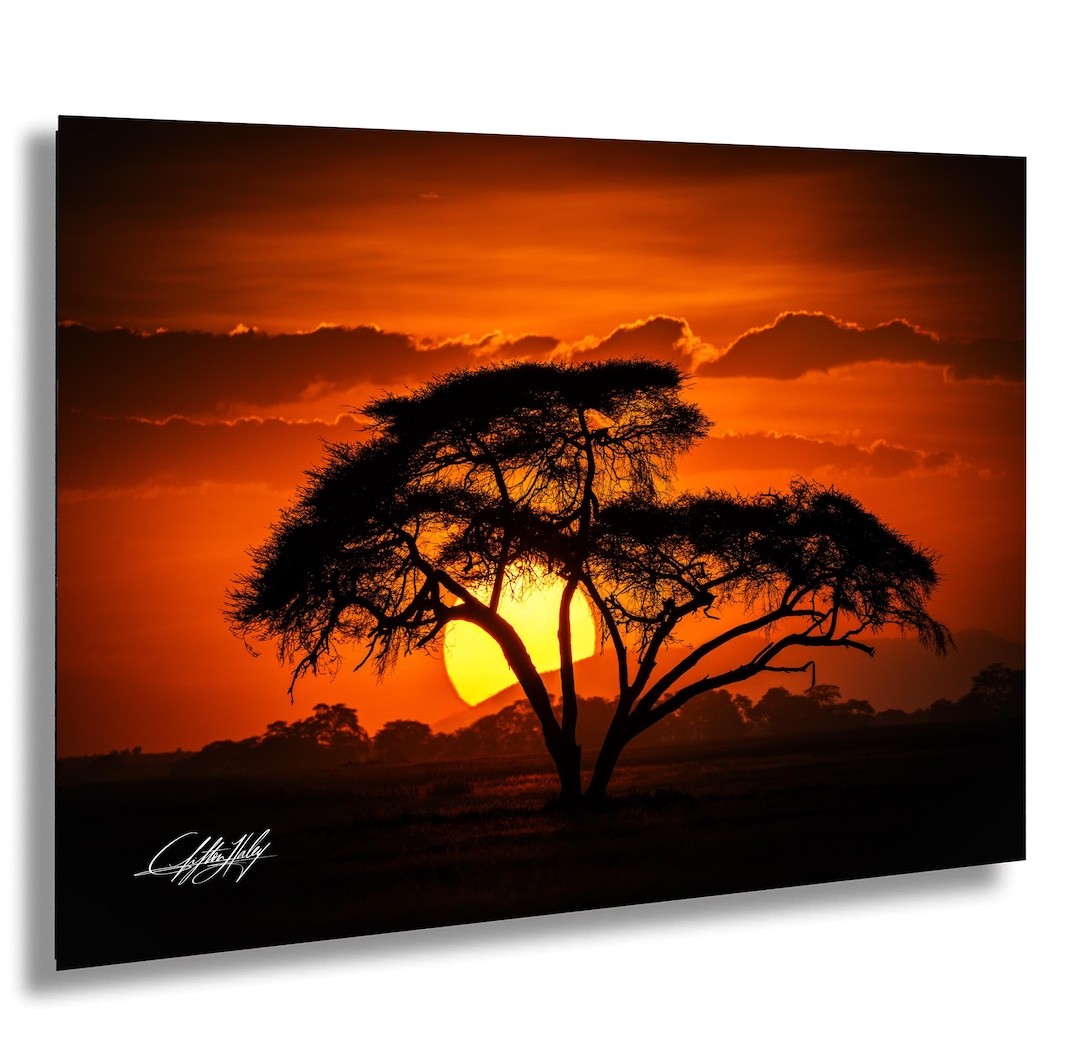 African Savannah Acacia Tree Sunset Sunrise Wall Art Print - Acacia ...