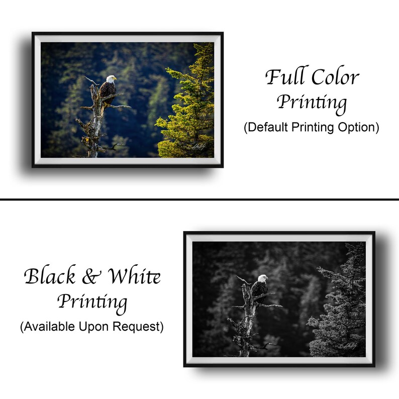 Alaska Bald Eagle, Sitka Sky Scene Wildlife Art | Majestic Bird Photo ...