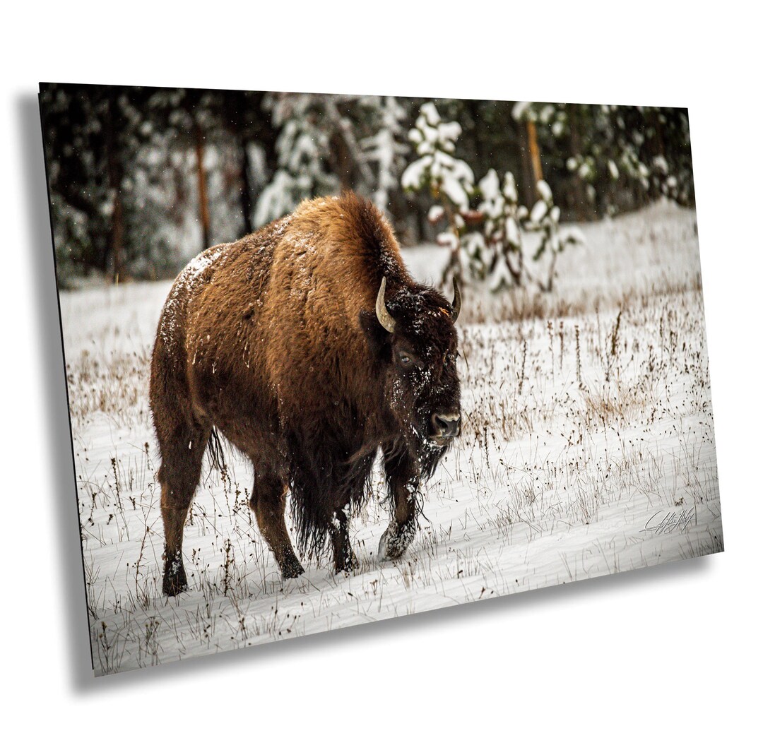 Bison/buffalo in Snow - Etsy
