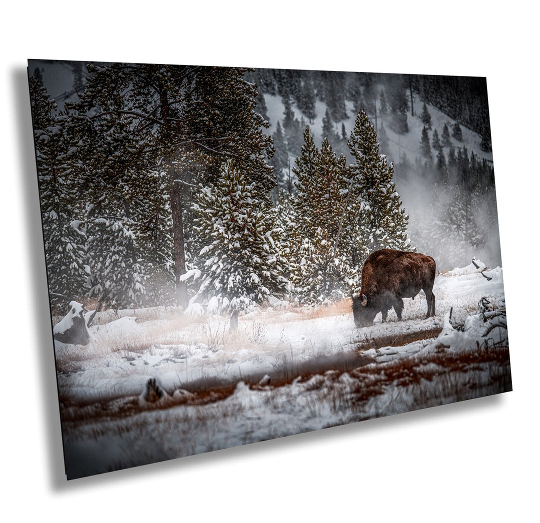 Hot Spring Bison/buffalo in Snow - Etsy