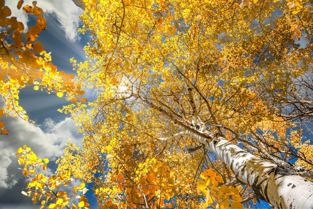 Aspen Trees Print Colorful Trees, Mountain Art, Tree Print, House Decor ...