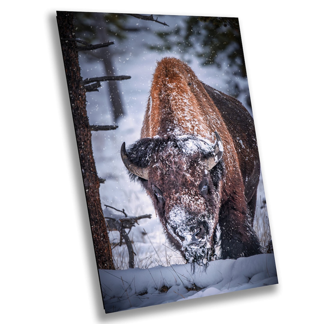 American Bison/buffalo in Snow Original Canvas Art, Bison Canvas Print ...