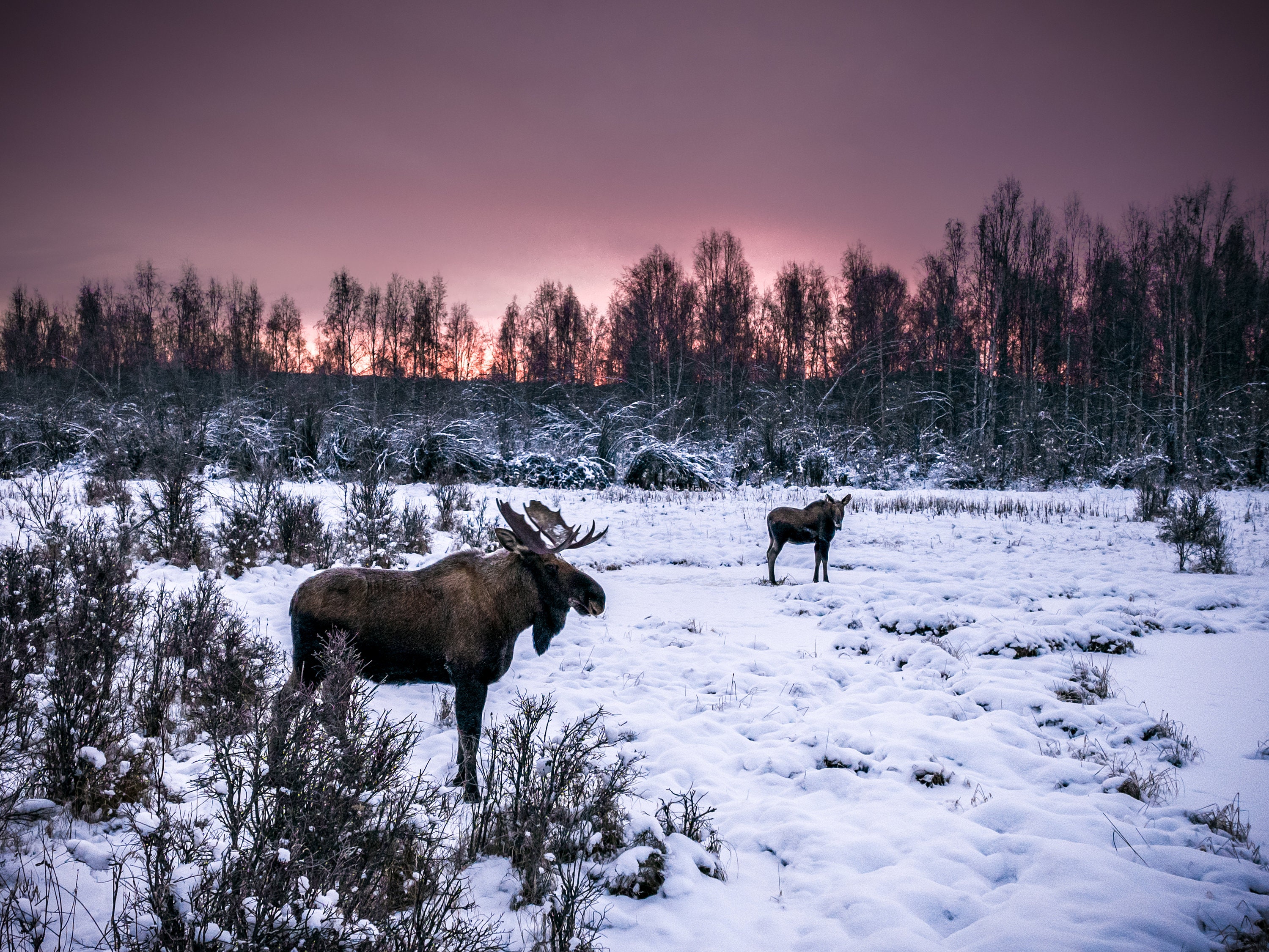 Alaskan Bull Moose Sunrise/sunset Fairbanks AK - Etsy