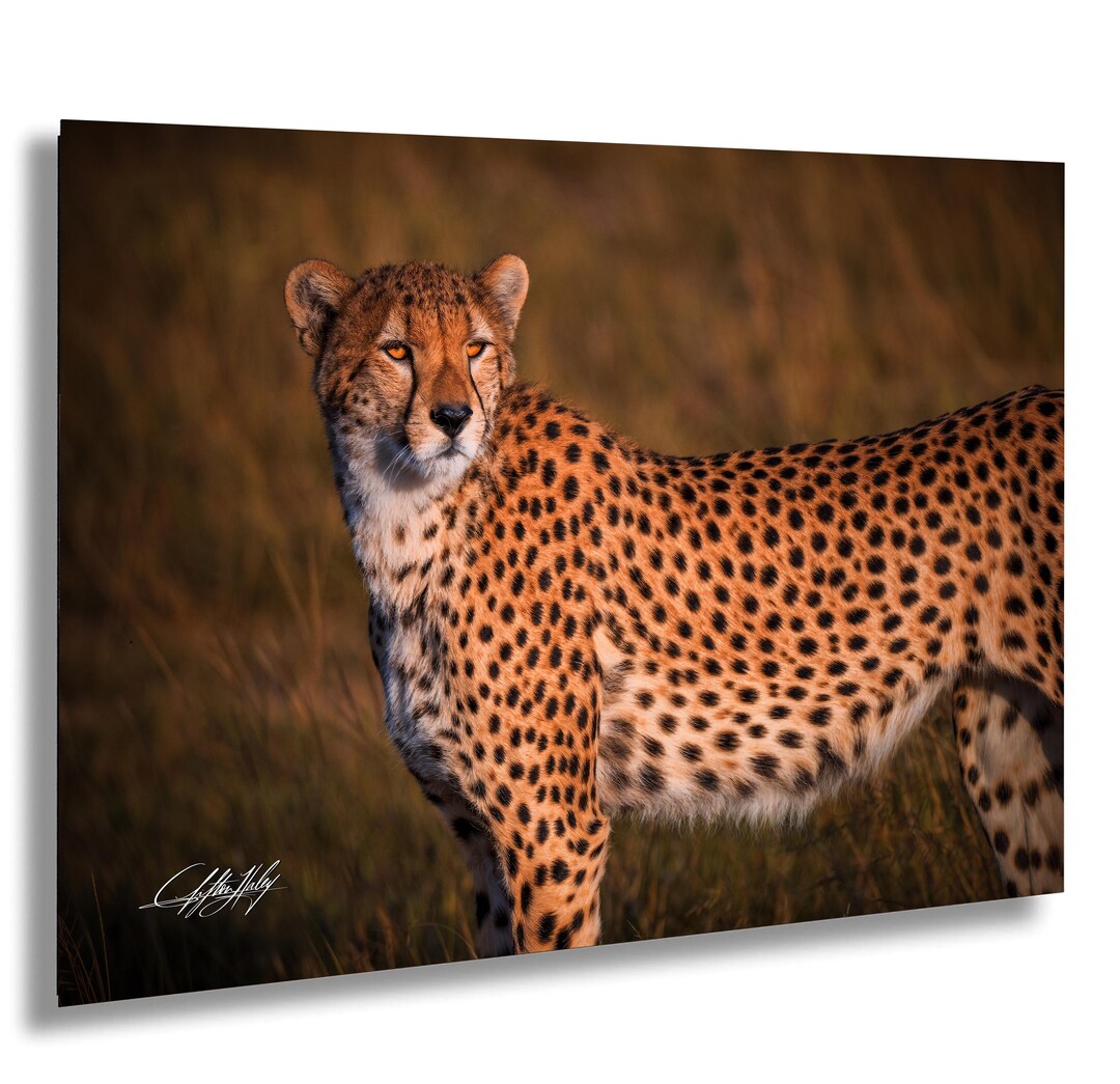 Cheetah Wall Art Print Luxury Cheetah Print, Boho Wall Art, Cheetah ...