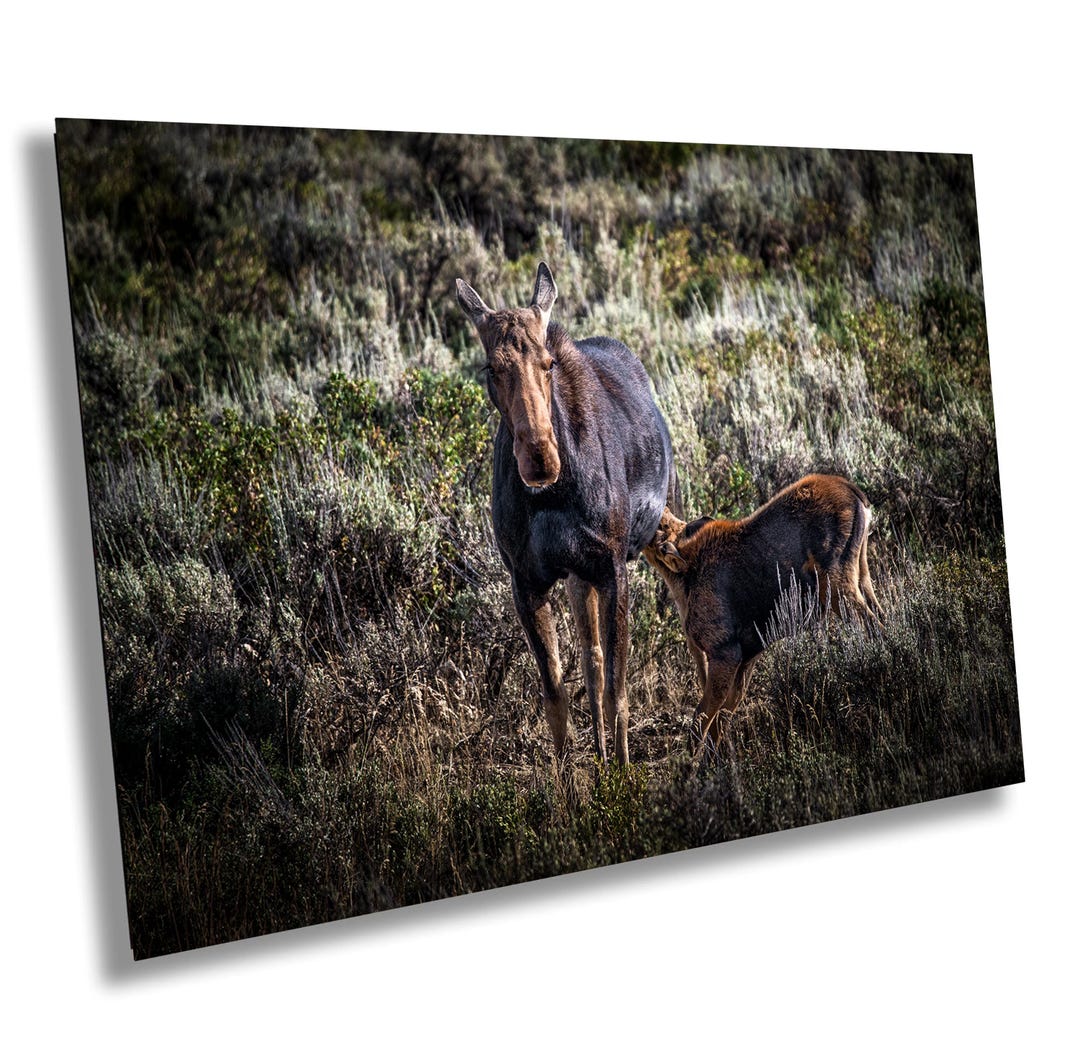 Nursing Moose | Mother's Love | Grand Teton National Park | Grand Teton ...
