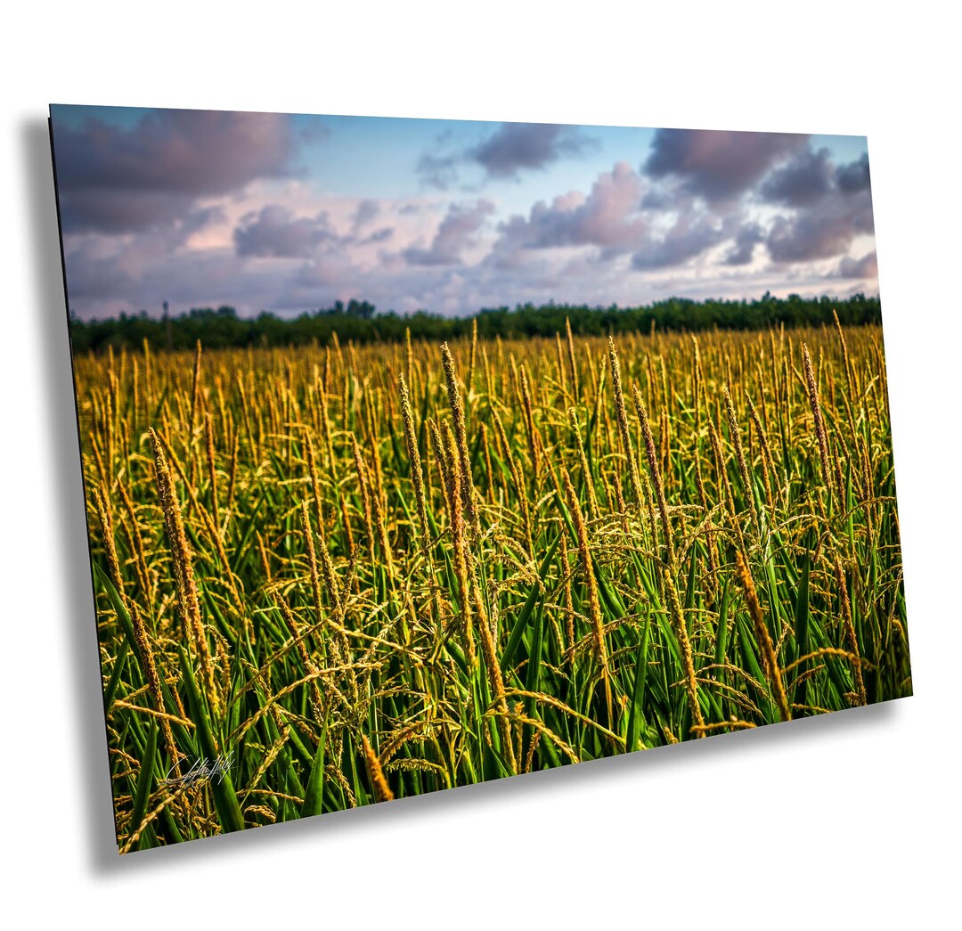 Cornfield | Corn Field, Corn Stalks, Summer Corn Wall Art, Countryside ...