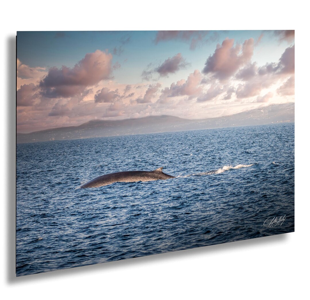 Fin Whale, Finback Whale, Pacific, Baleen Whale, Coastal Wall Art ...