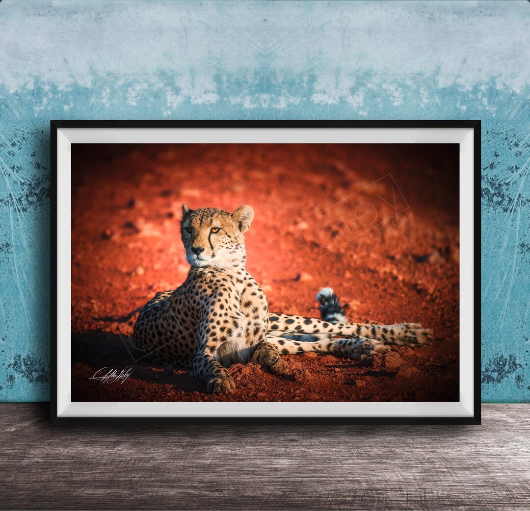 Boho Cheetah Art Print - Bright Safari Animal Wall Decor - Etsy